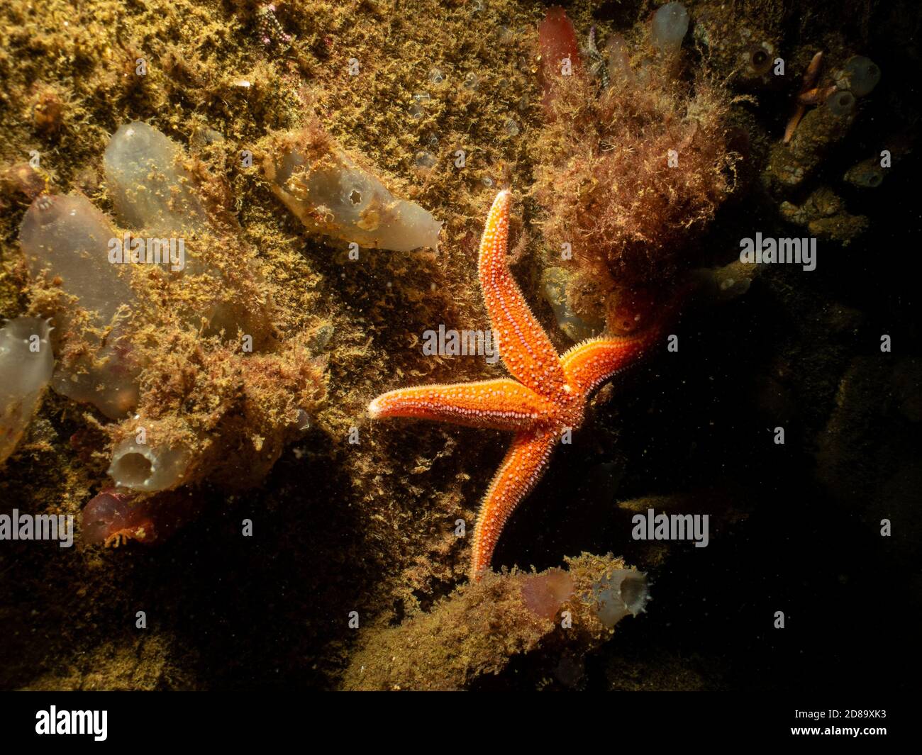 A closeup picture of a common starfish, common sea star or sugar ...