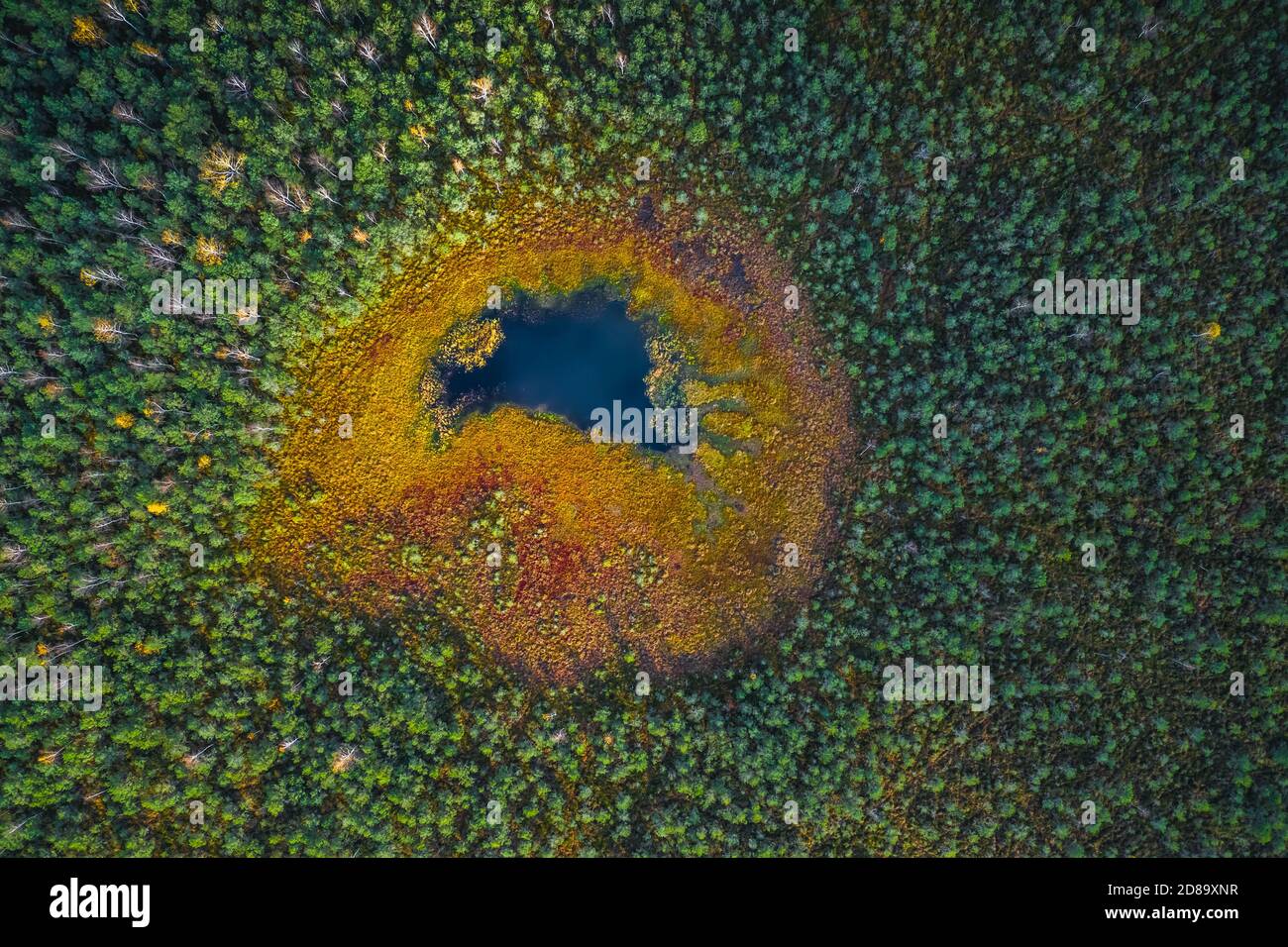 Top drone view of swamp lake in the green forest, beautiful nature view ...