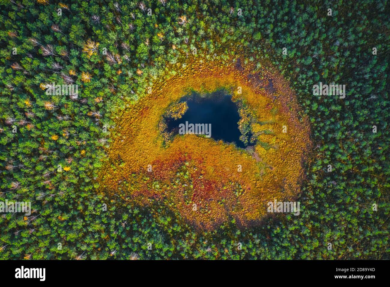 Top drone view of swamp lake in the green forest, beautiful nature view ...