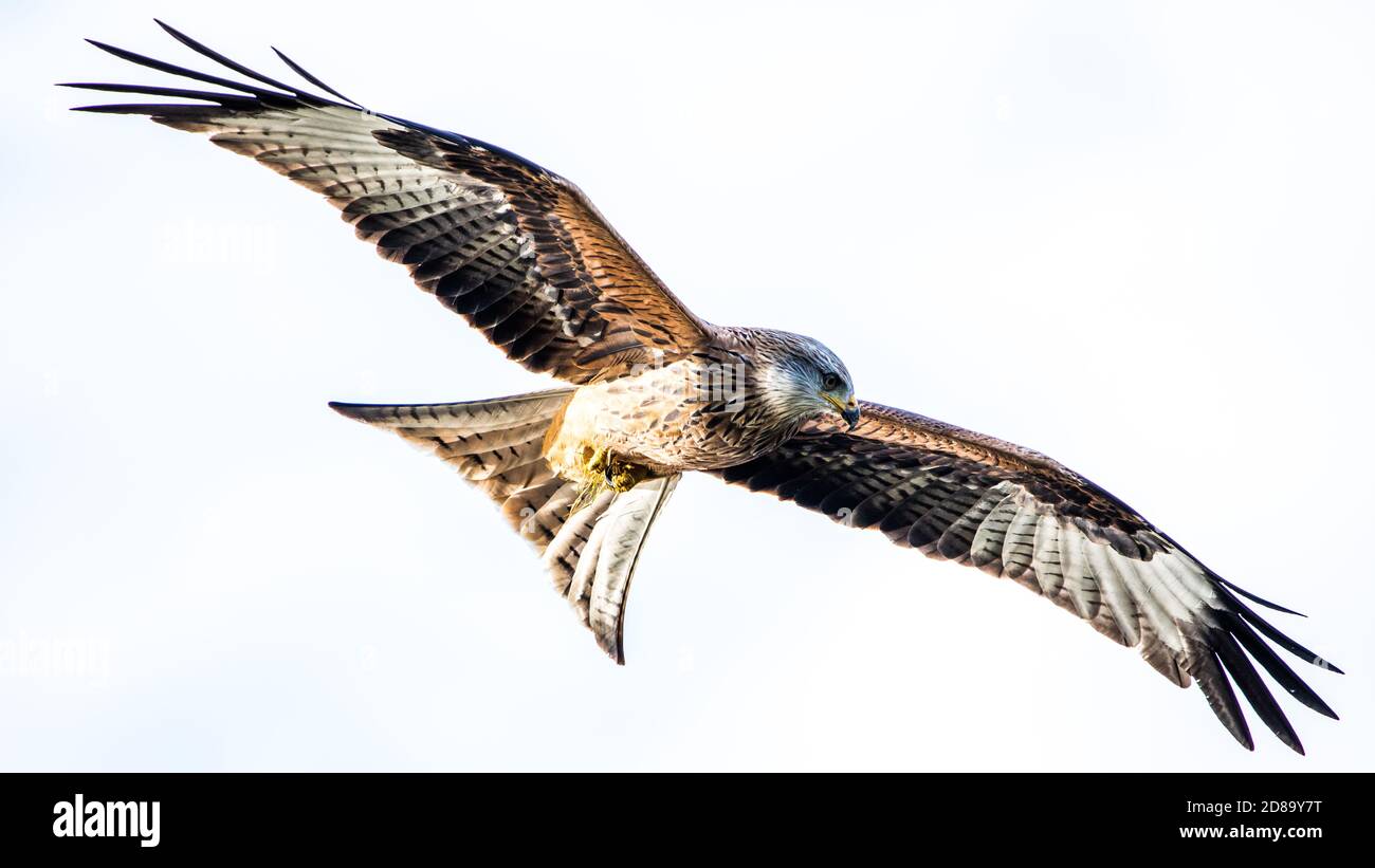 Red Kite in flight Stock Photo - Alamy