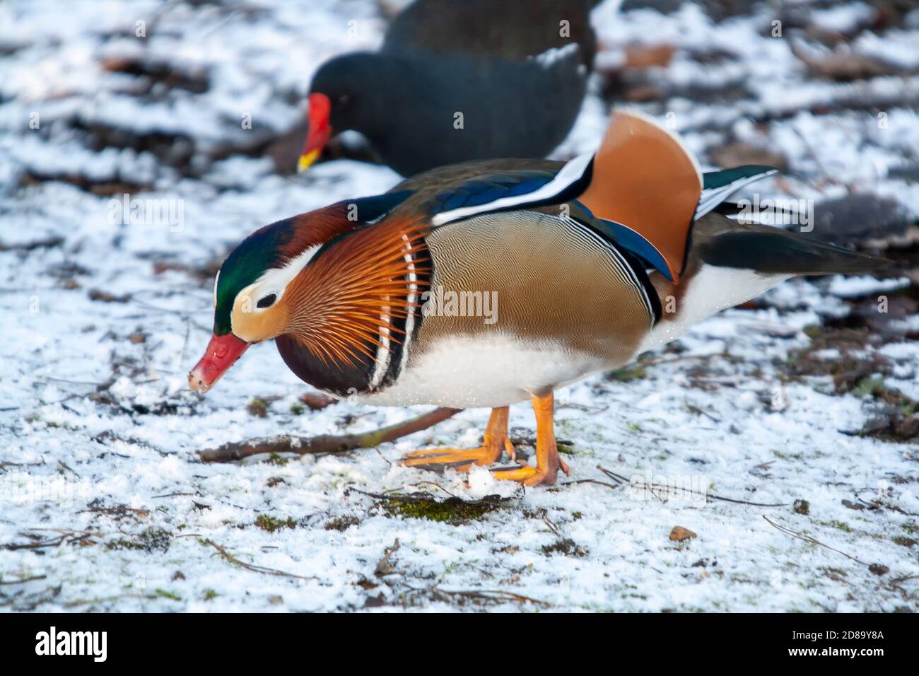 A Manadrin Duck (Aix galericulata Stock Photo - Alamy
