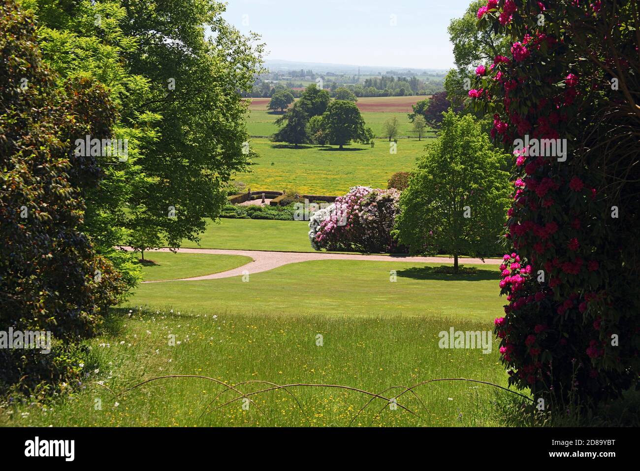 Flowering rhododendrons at their best in the grounds of Killerton House ...