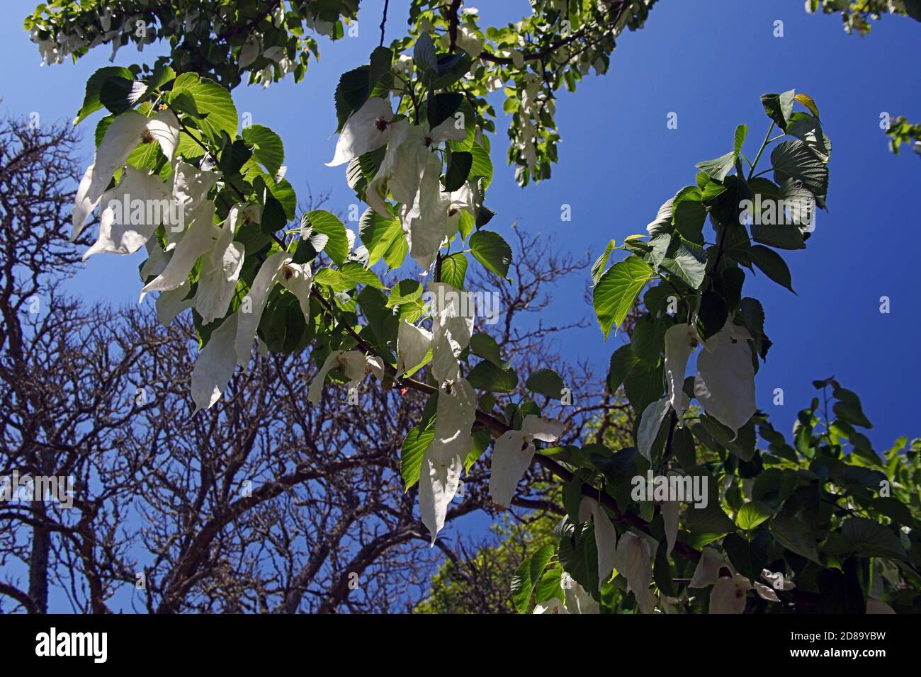 Davidia involucrata dove tree handkerchief tree hi-res stock ...