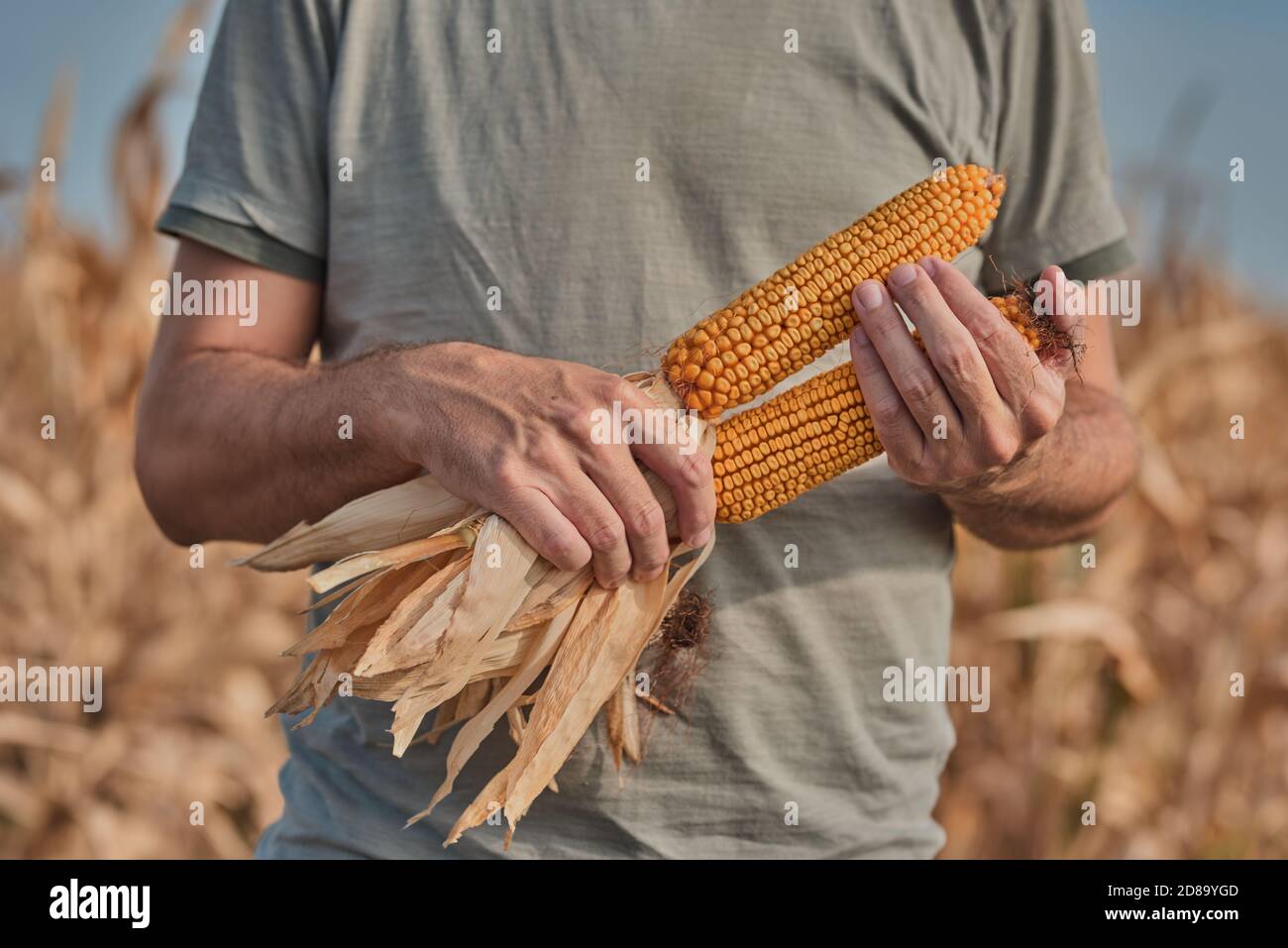 Farmer holding harvested corn on the cob in agricultural field ...