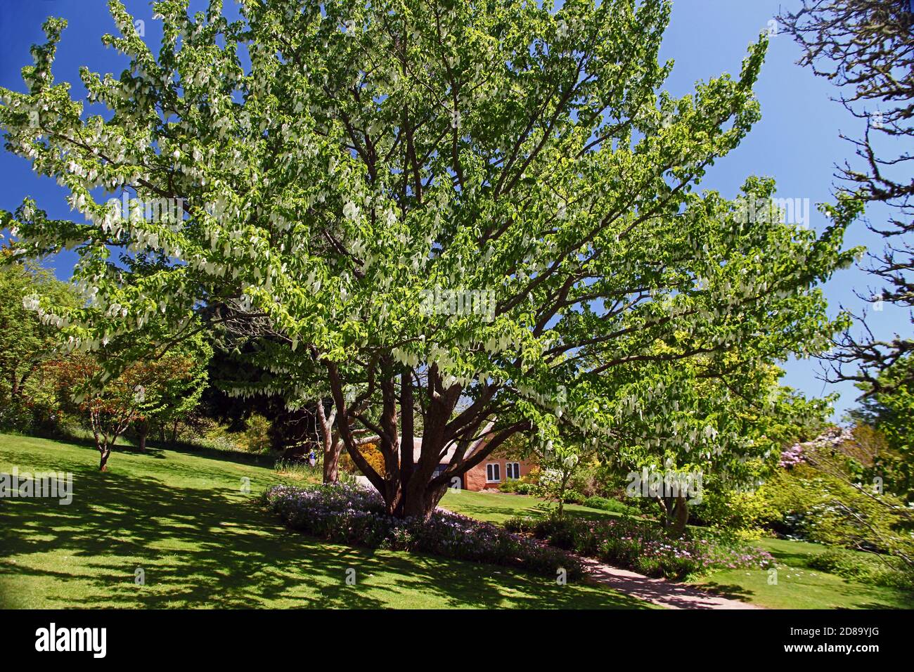 Davidia involucrata dove tree handkerchief tree hi-res stock ...