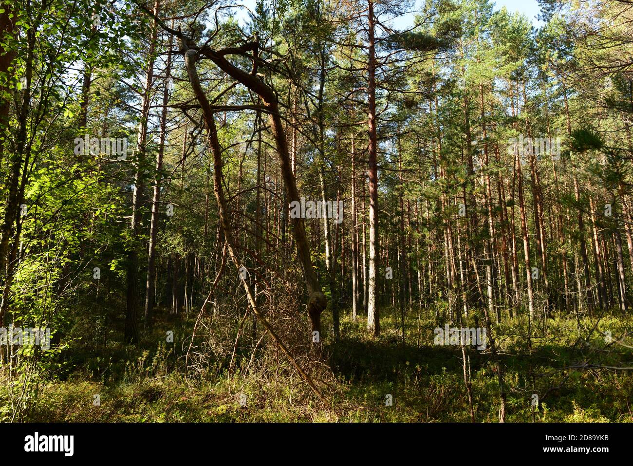 Pine tree trunk amazing shape in wilderness conifer forest Stock Photo ...