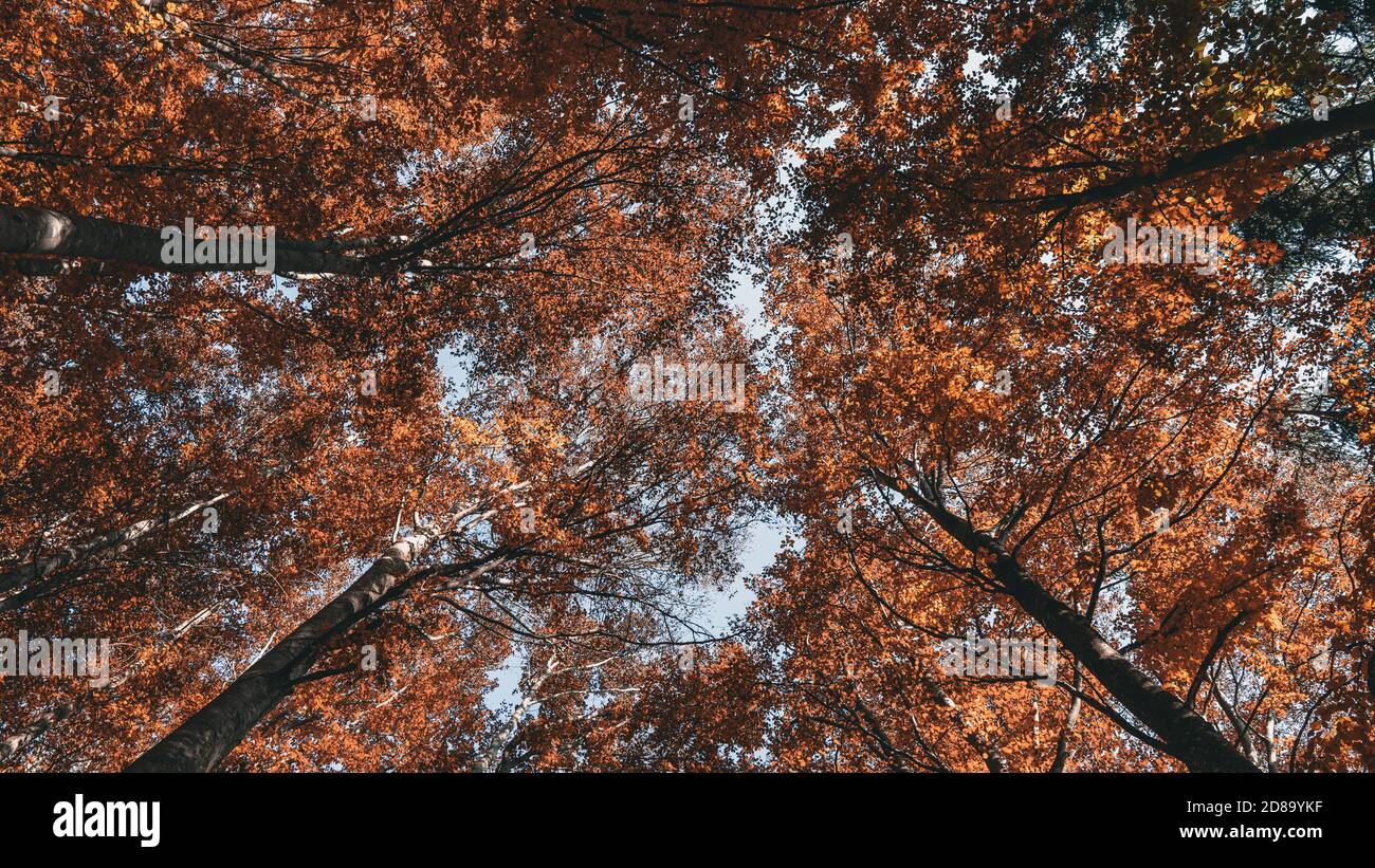 Look straight up hi-res stock photography and images - Alamy