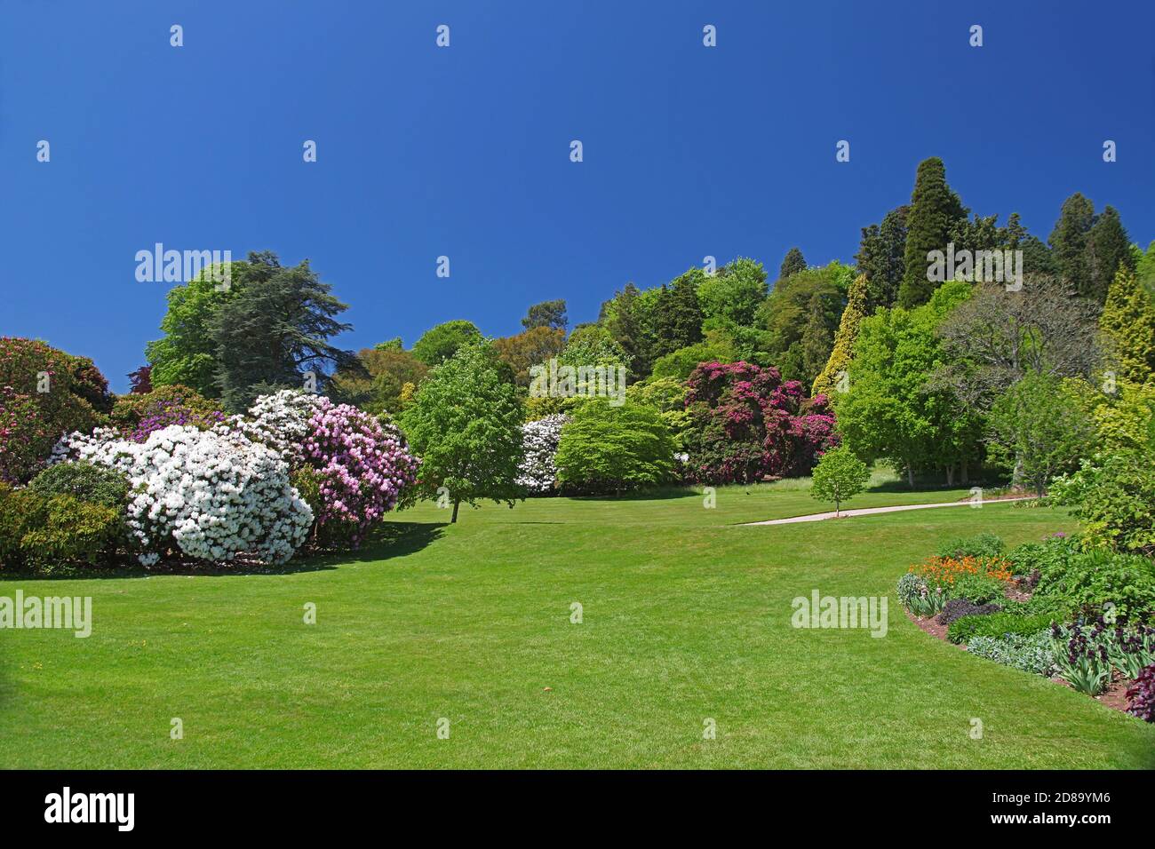 Flowering rhododendrons at their best in the grounds of Killerton House ...