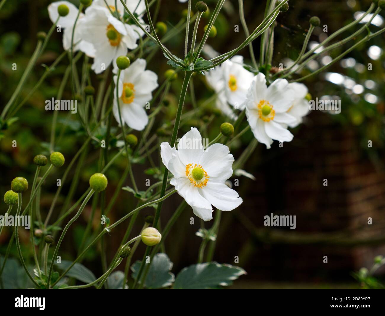 White Grape Leaf Anemone, Eriocapitella Vitifolia, White Flower Head ...