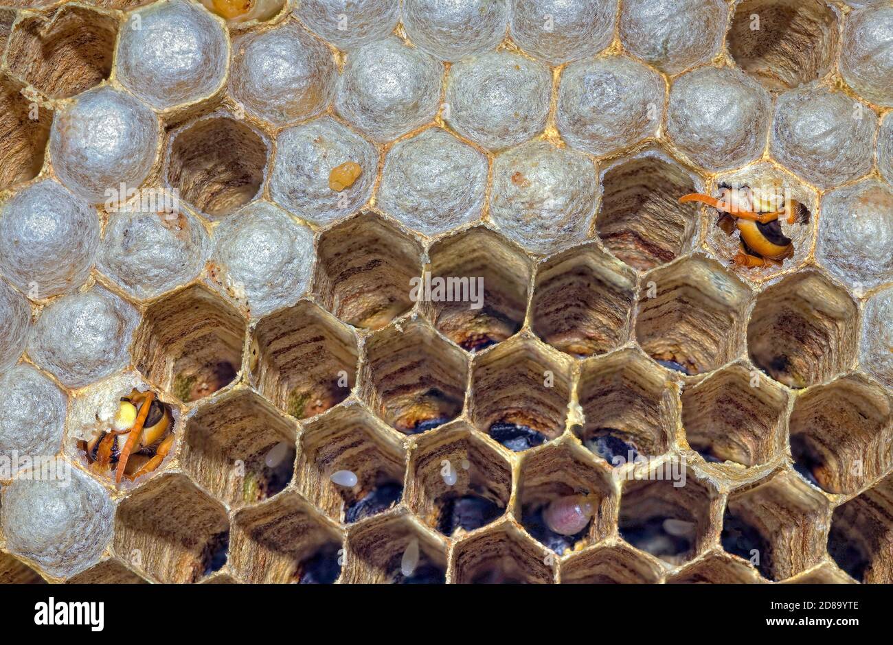 Honeycomb hornet hi-res stock photography and images - Alamy