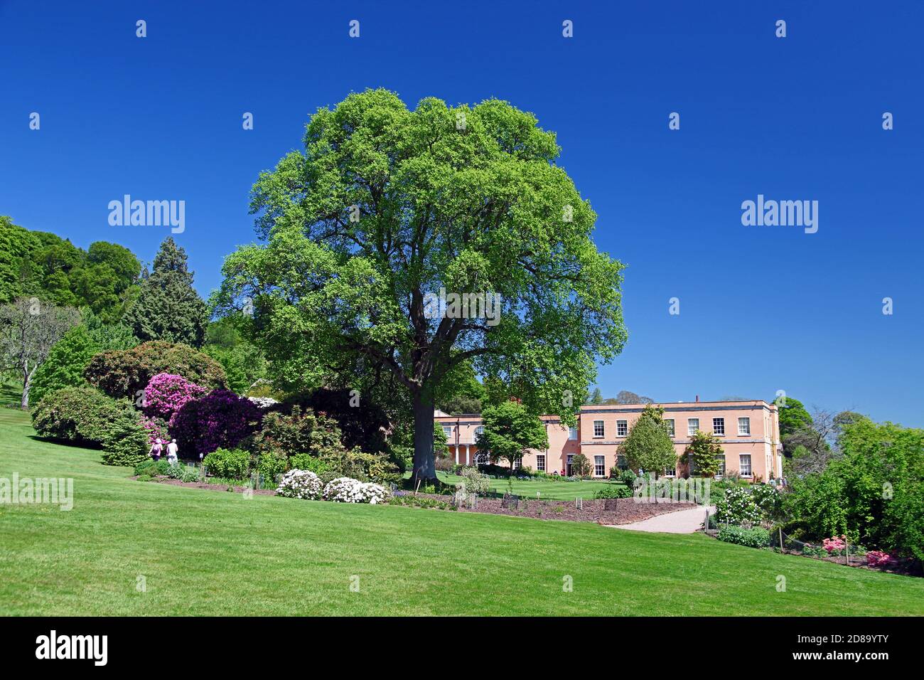 Flowering rhododendrons in the grounds of Killerton House near Exeter ...