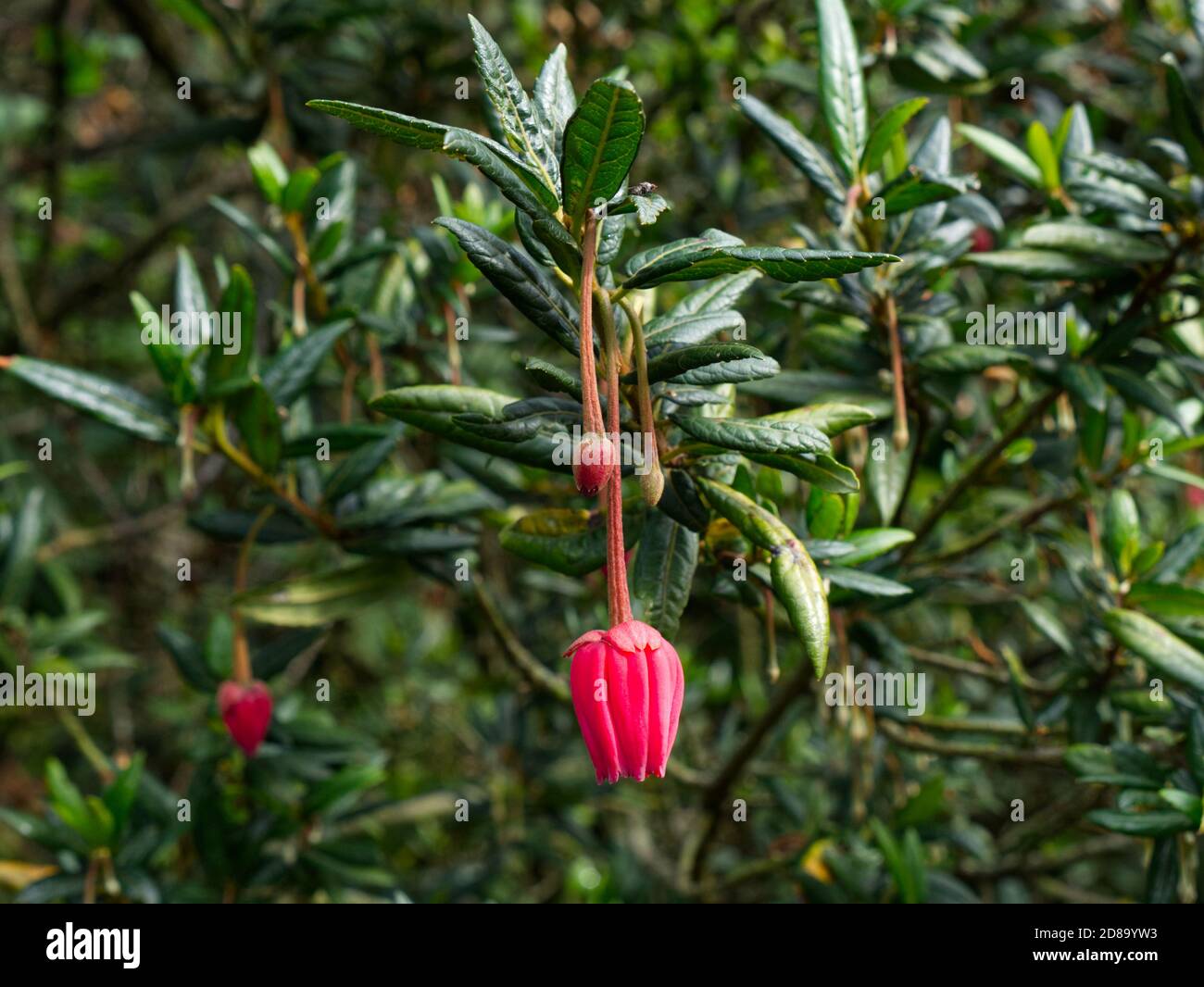 Ornamental Lantern Tree. Crinodendron Hookerianum. Crimson flowers ...