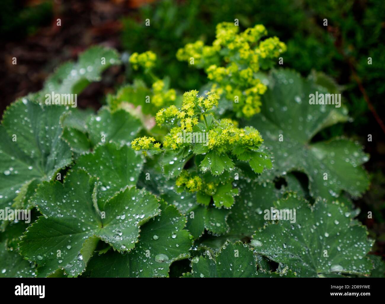 Lady's Mantle. Alchemilla mollis, Ornamental garden plant. Kenwood ...