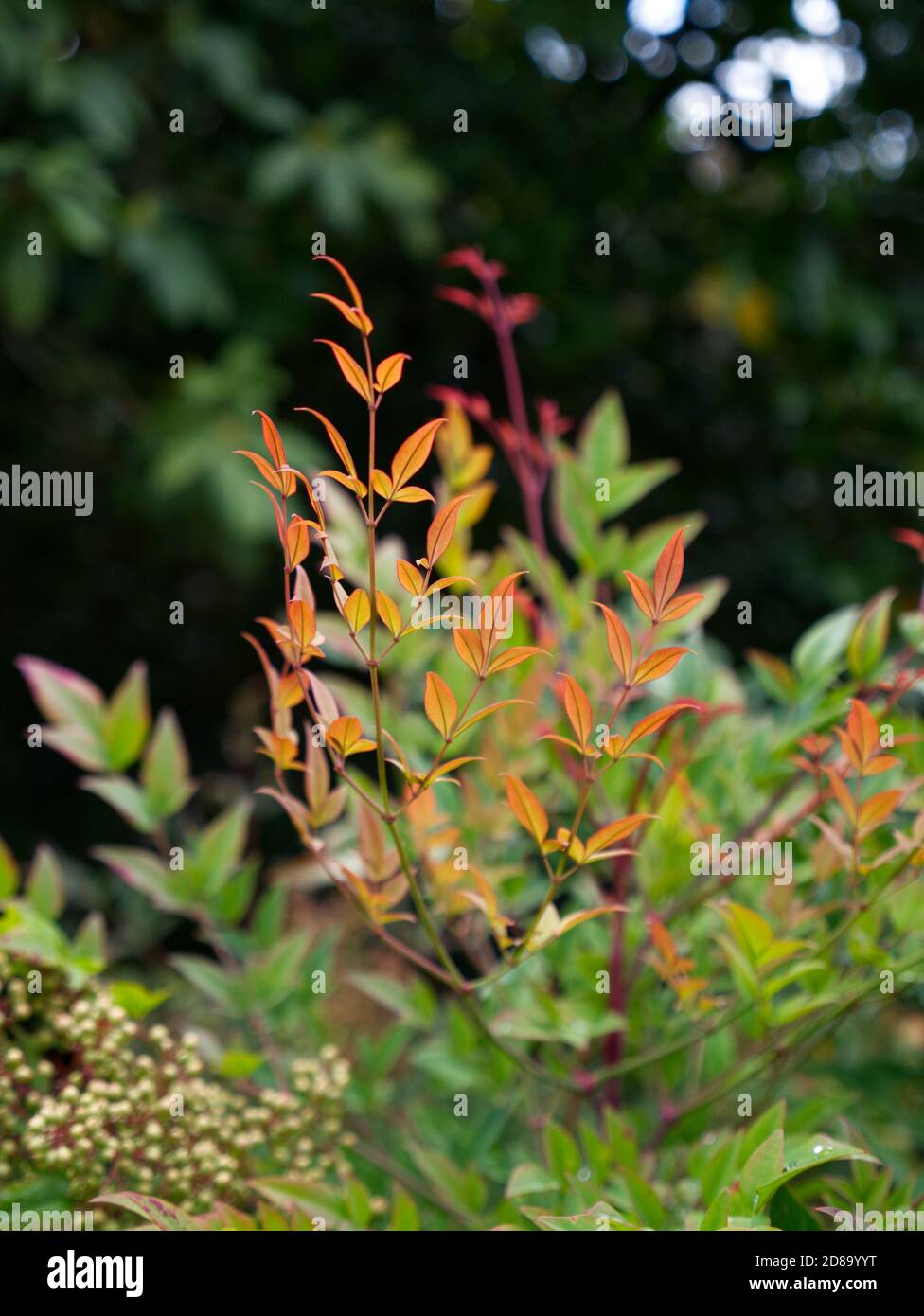 Sacred Bamboo Shrub, Nandina Domestica, Heavenly Bamboo. Kenwood House ...