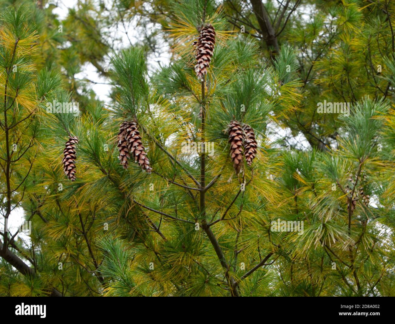 Weymouth Pine Tree, Pinus Strobus, Pine Cones, Tree of Peace. Kenwood ...