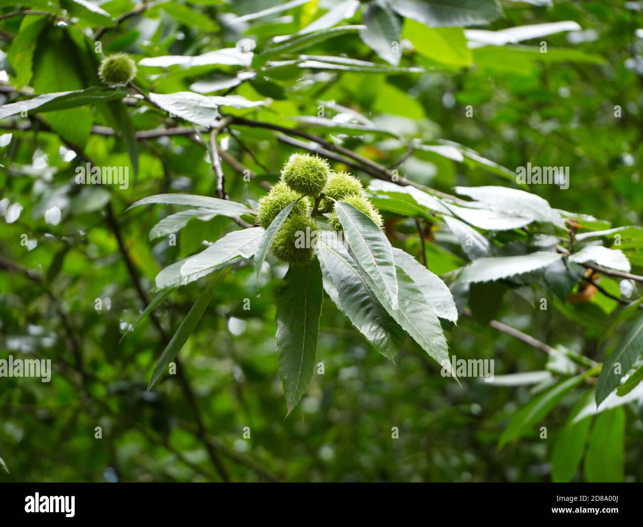 Sweet Chestnut Tree, Conkers, Chestnuts. Castanea Sativa. Kenwood House ...
