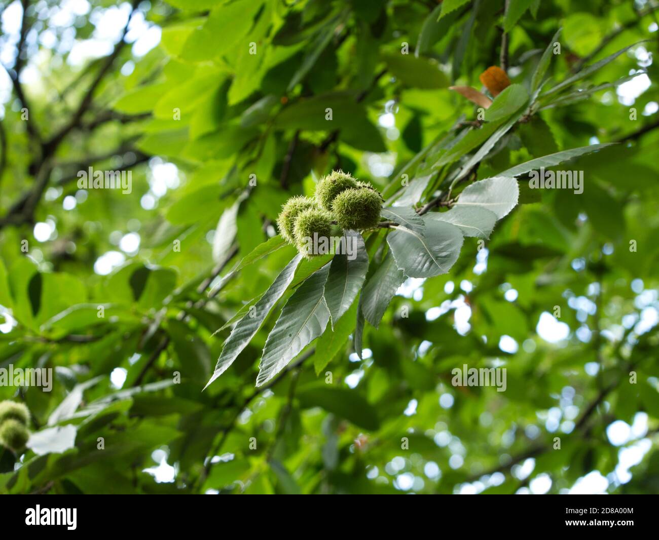 Sweet Chestnut Tree, Conkers, Chestnuts. Castanea Sativa. Kenwood House ...