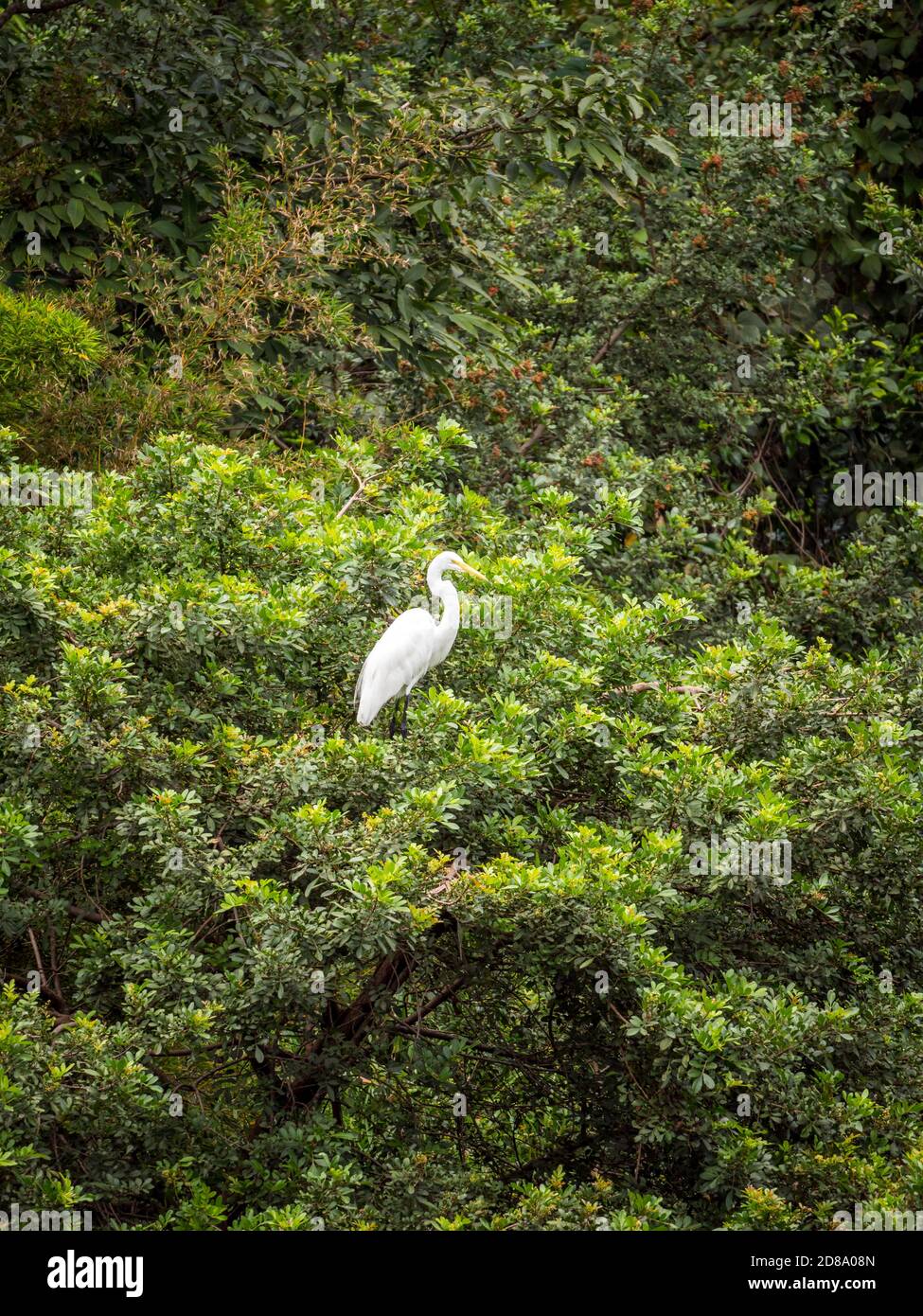 A White Heron on Top of a Tree Stock Photo - Alamy