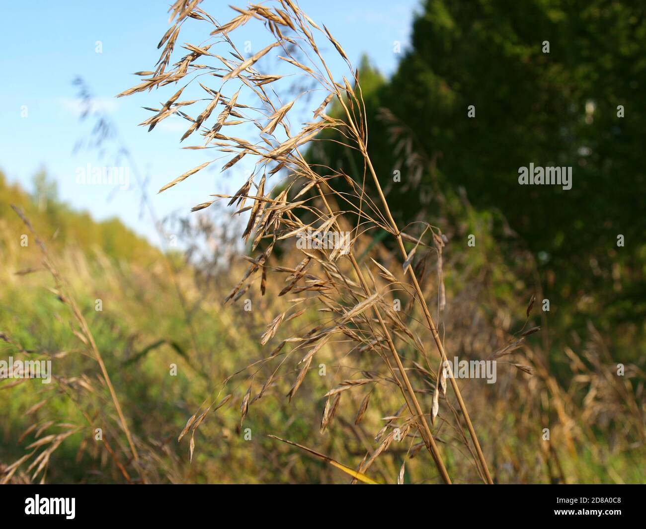 Countryside plants. Remote rural area Stock Photo - Alamy