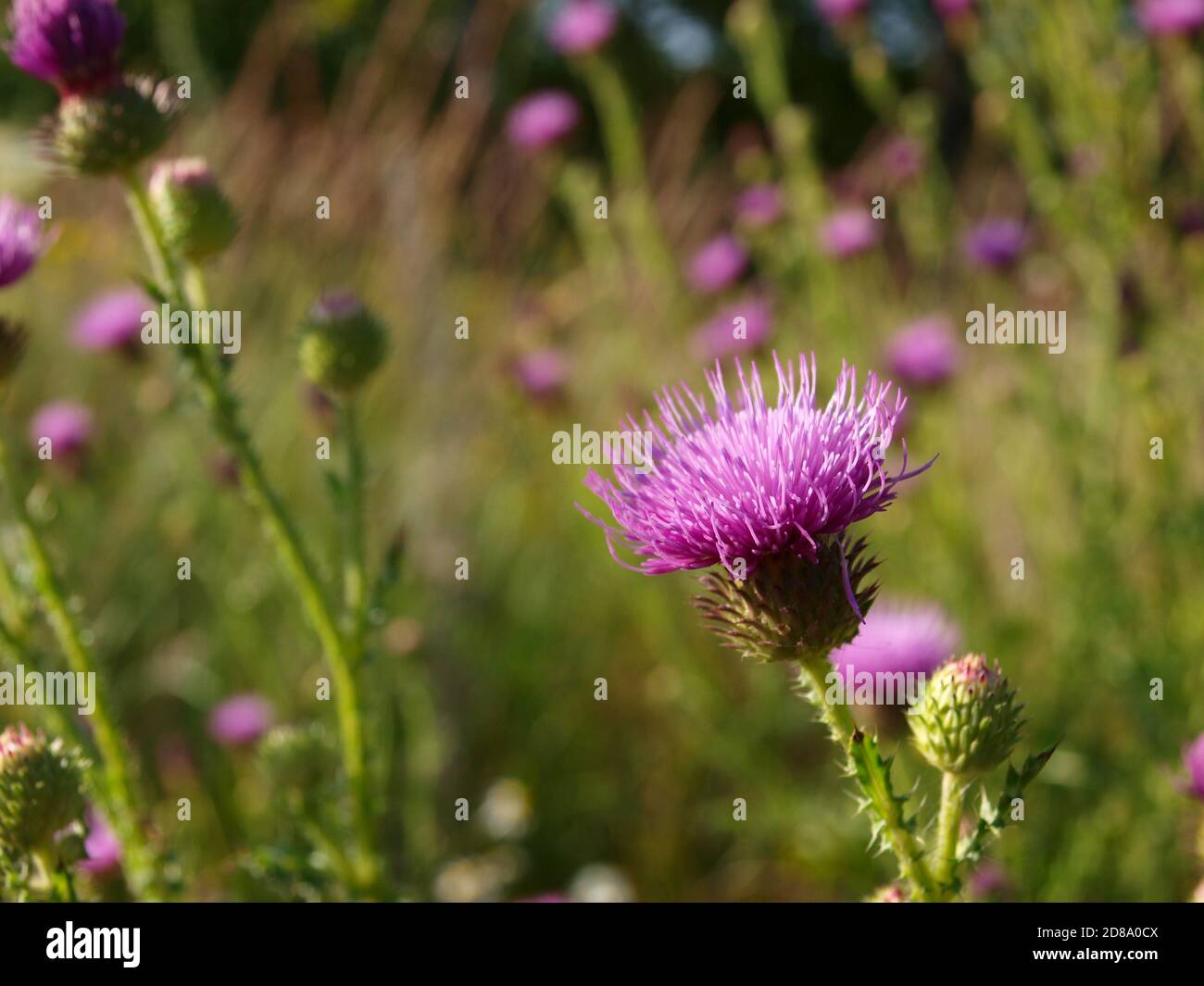 A purple flower (thistle) with a prickly stem with a blurred background ...