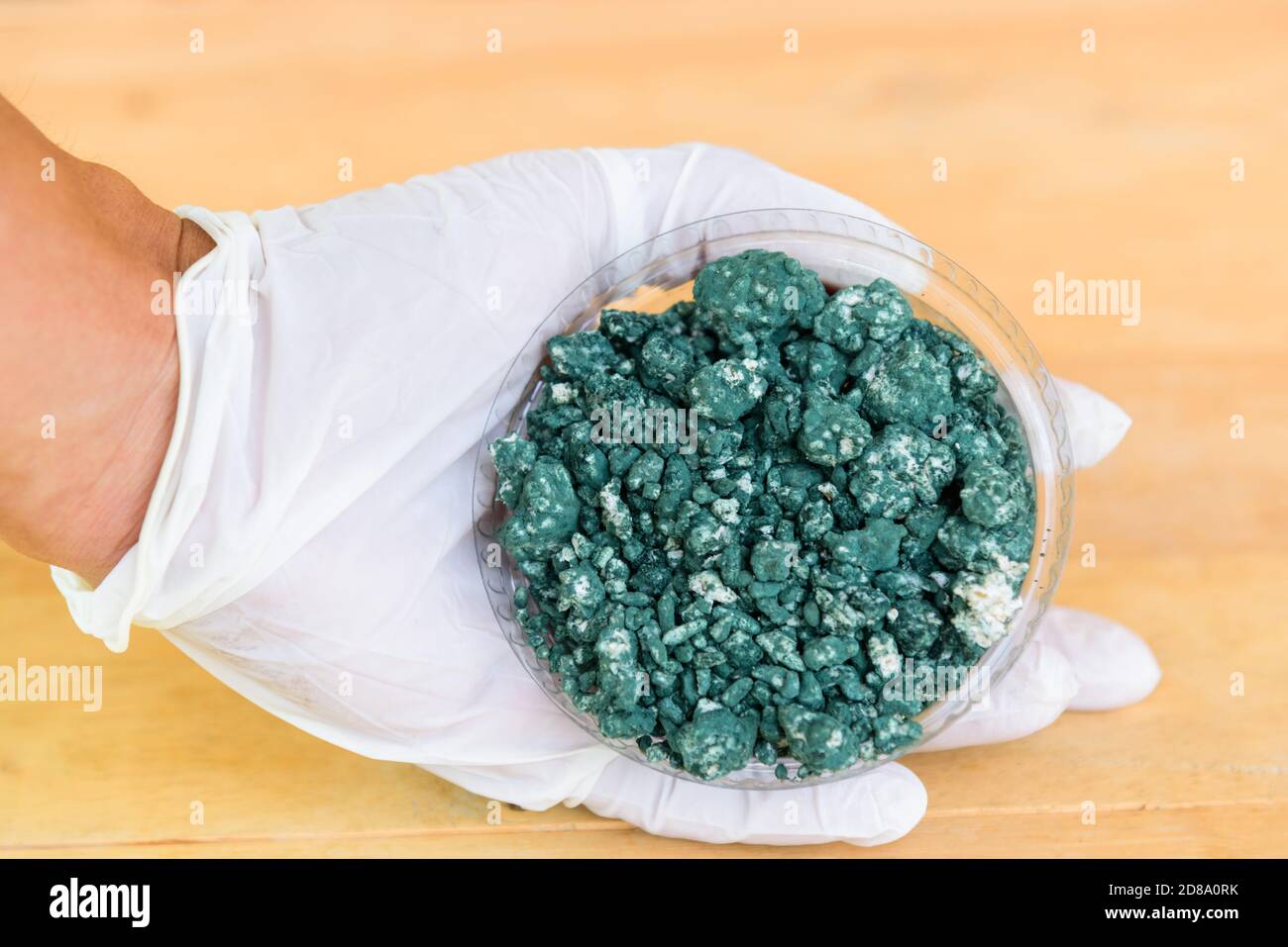 Closeup to Trichoderma harzianum. Use for protect plant from Fungi ...