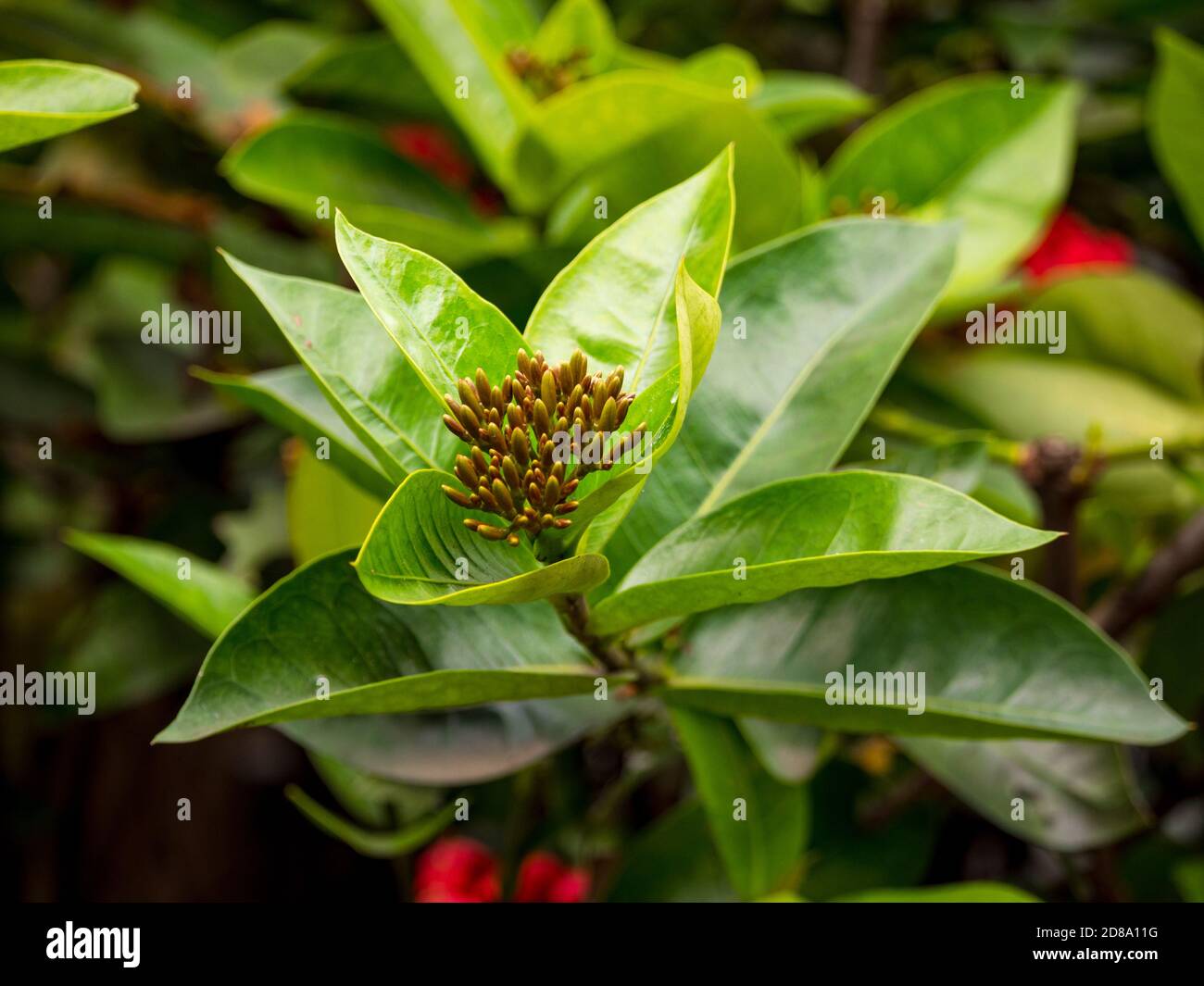 Jungle Geranium, Flame of the Woods or Jungle Flame or Pendkuli Stock ...