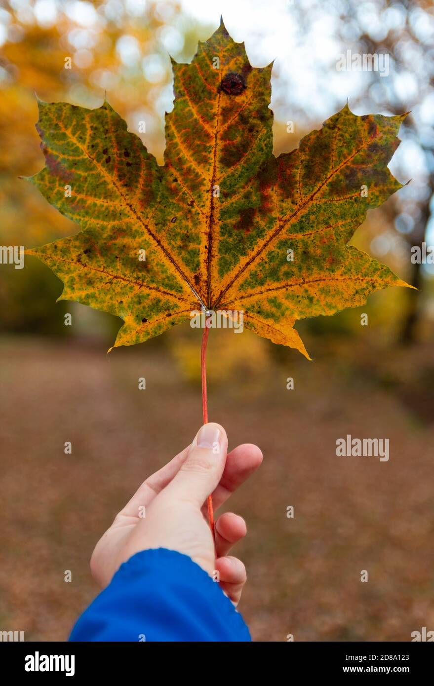 Man hand holding autumn colorful maple leaf agains path Stock Photo - Alamy