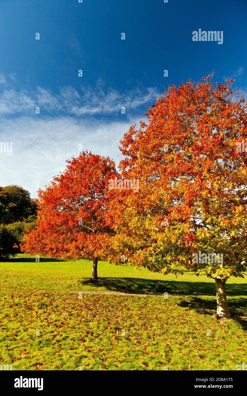 Oak trees (Quercus sp) showing brilliant autumn colour in the grounds ...