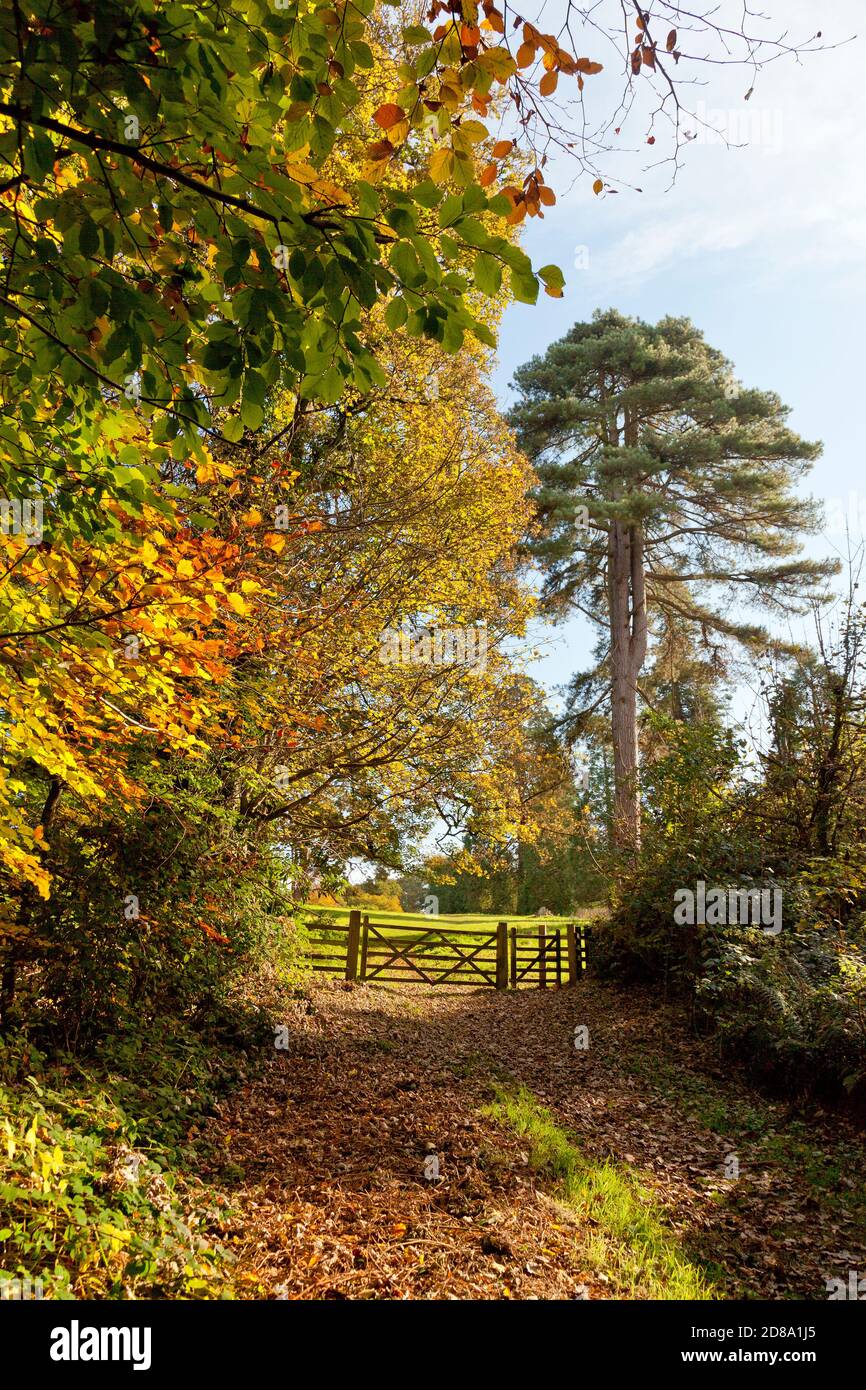 Autumn colour at Irishman's Gate in the grounds of Killerton House, nr ...