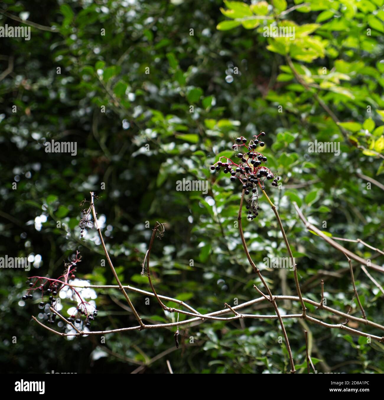 Elder. Black Elderberry. Sambucus Nigra. Elder Tree. Hedgerow in the ...