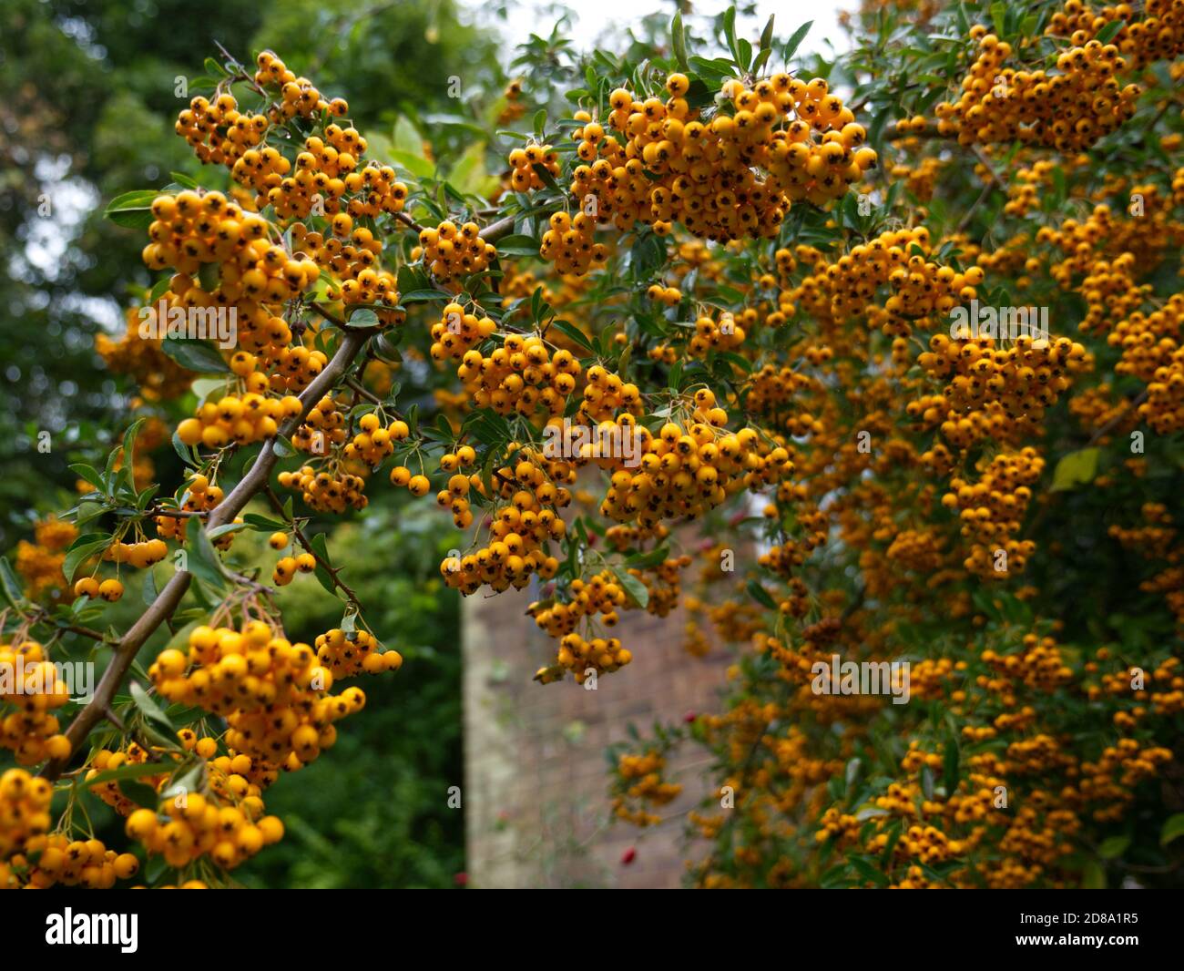 Firethorns. Pyrancatha Coccinea. Pyrancathas. Red Berries. Yellow ...