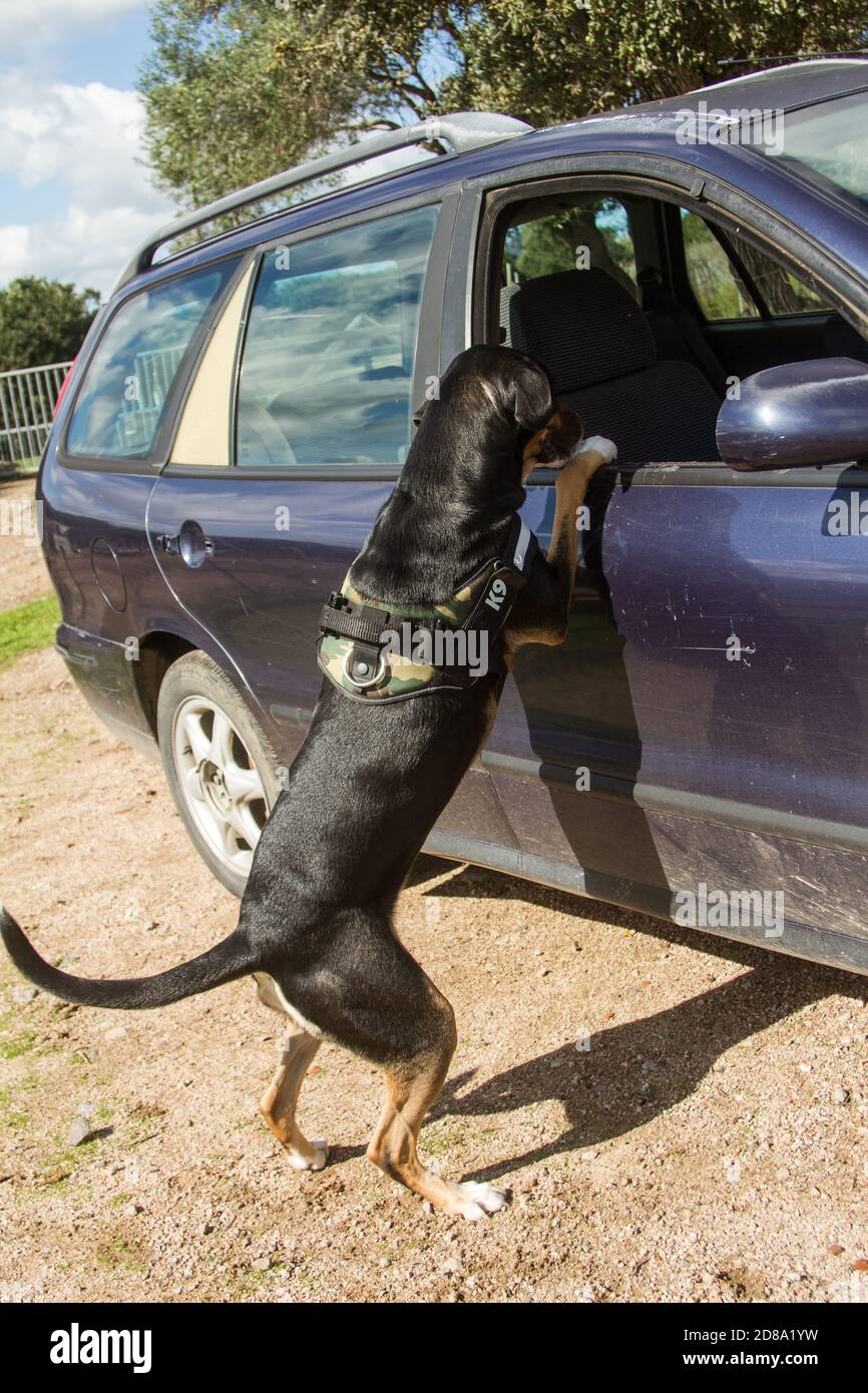 Narcotic search hi-res stock photography and images - Alamy