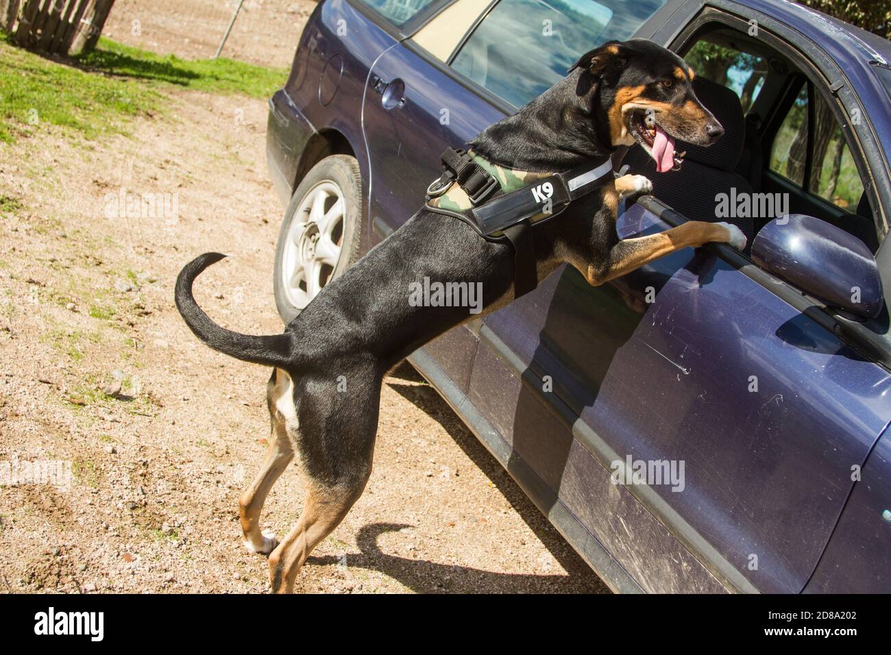 Officer searching car with dog hi-res stock photography and images - Alamy