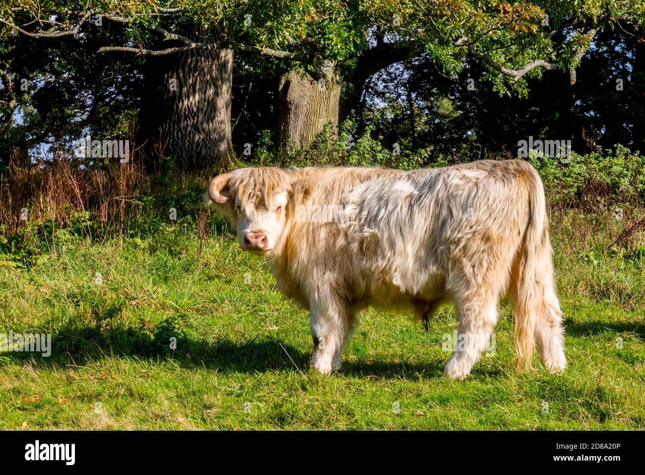 An unusual white Highland bullock grazing in the grounds of Killerton ...