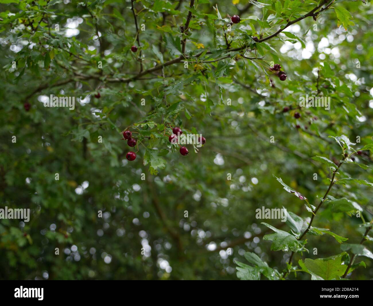 Neapolitan trees hi-res stock photography and images - Alamy