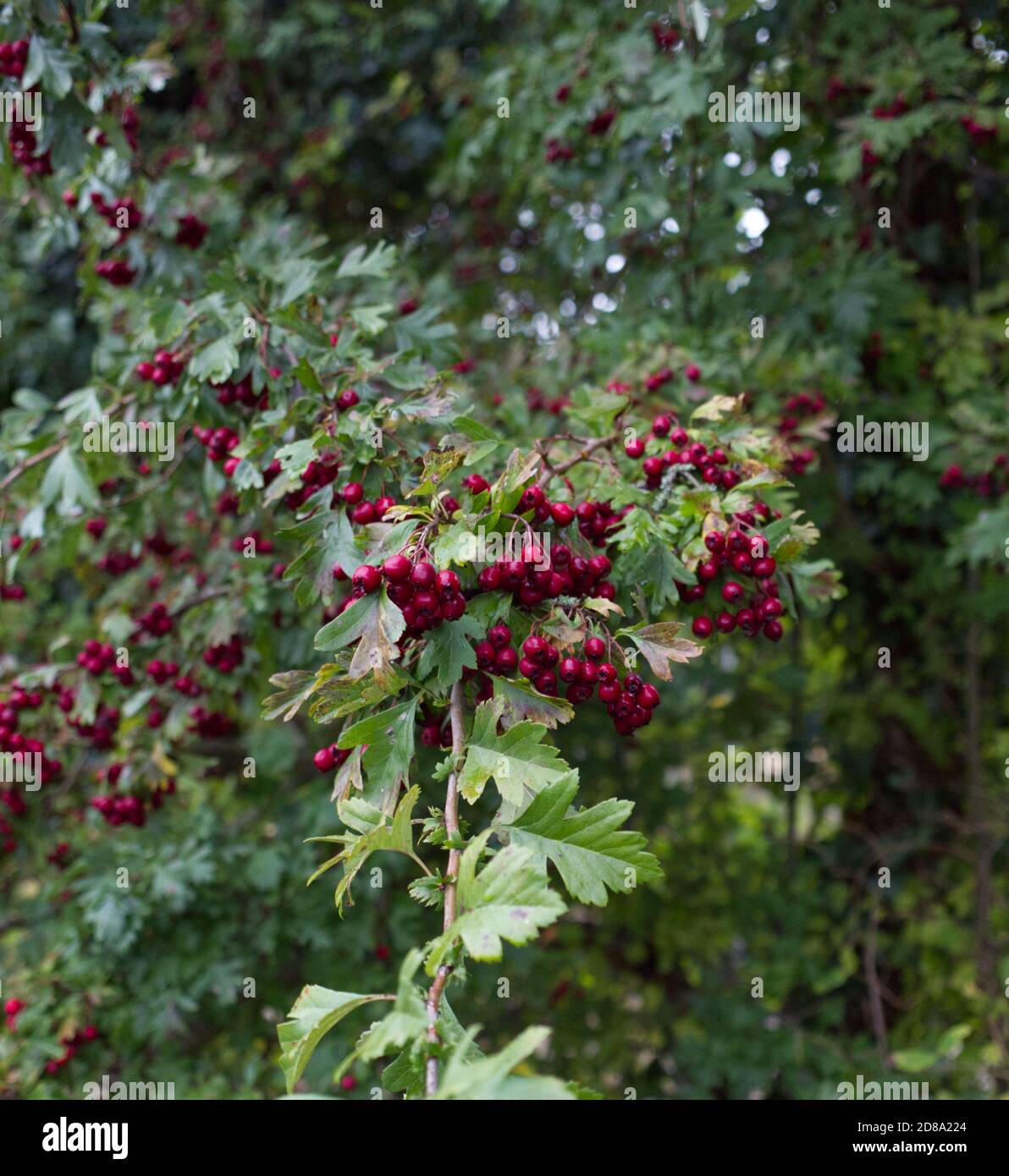 Neapolitan mediar hi-res stock photography and images - Alamy