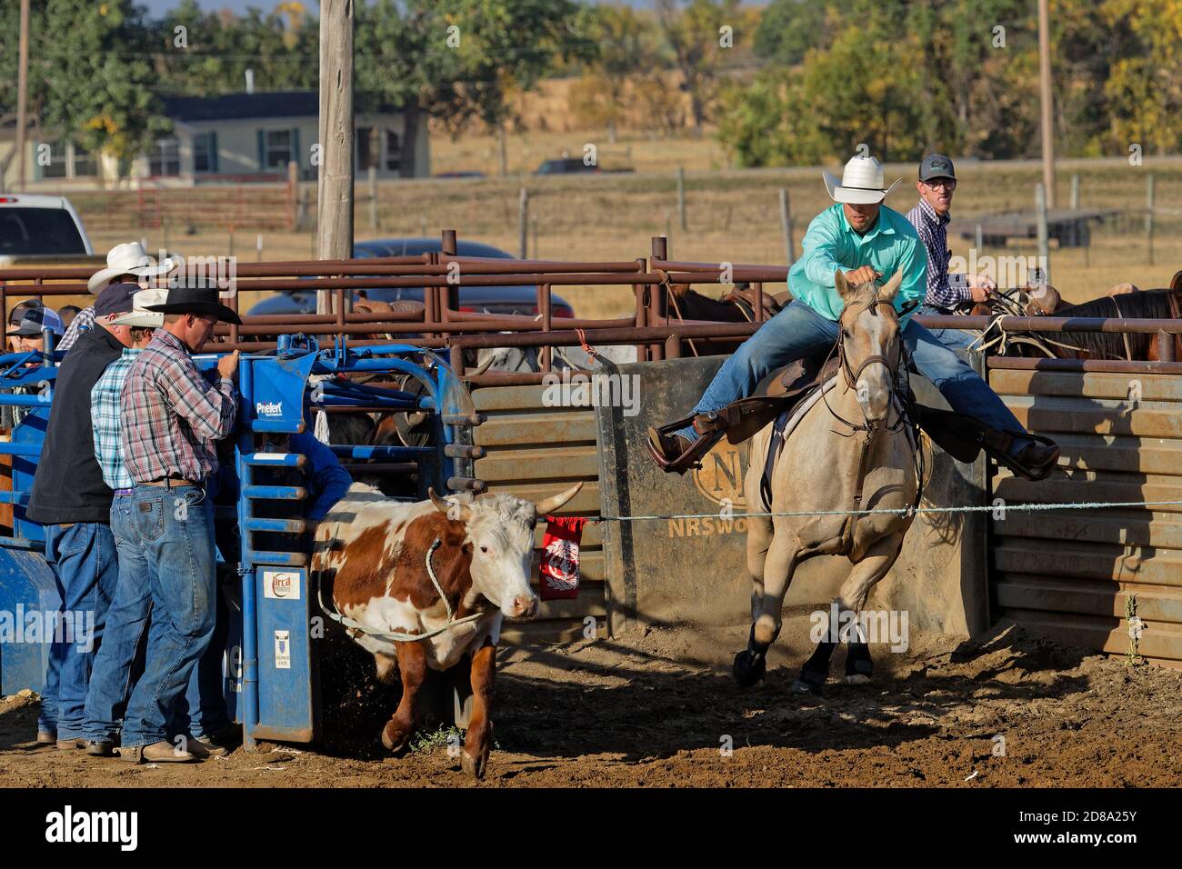 Steer wrestling hi-res stock photography and images - Alamy