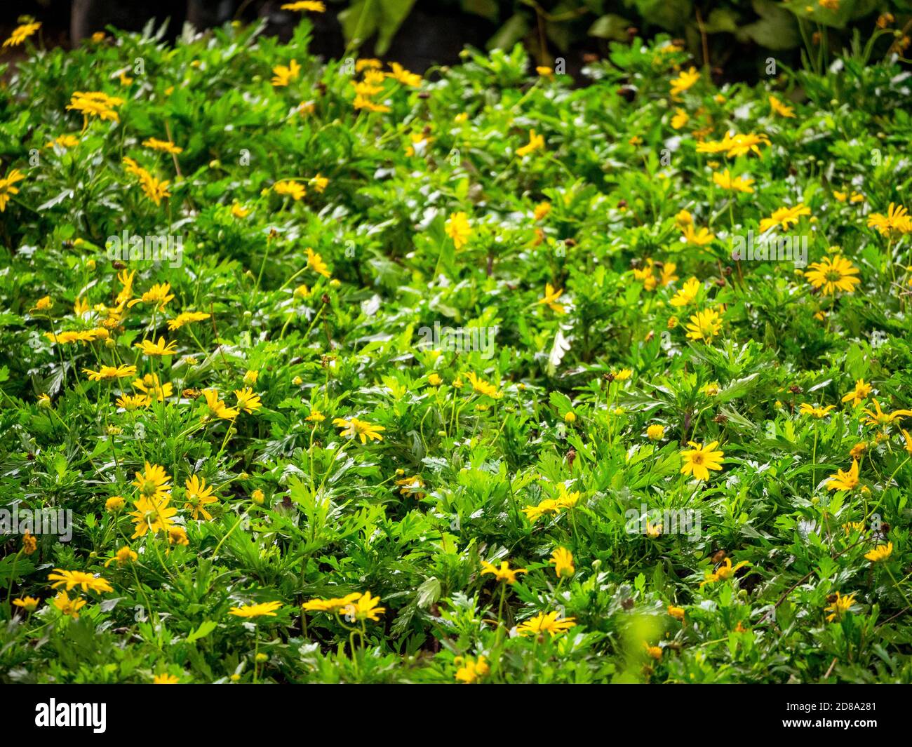 African bush daisy euryops chrysanthemoides hi-res stock photography ...