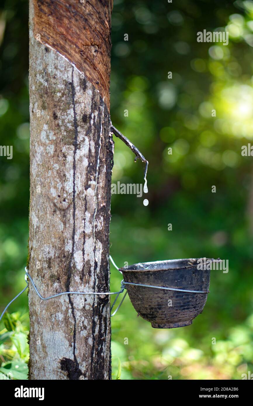 Rubber trees that have been tapped to remove the rubber in the rubber ...