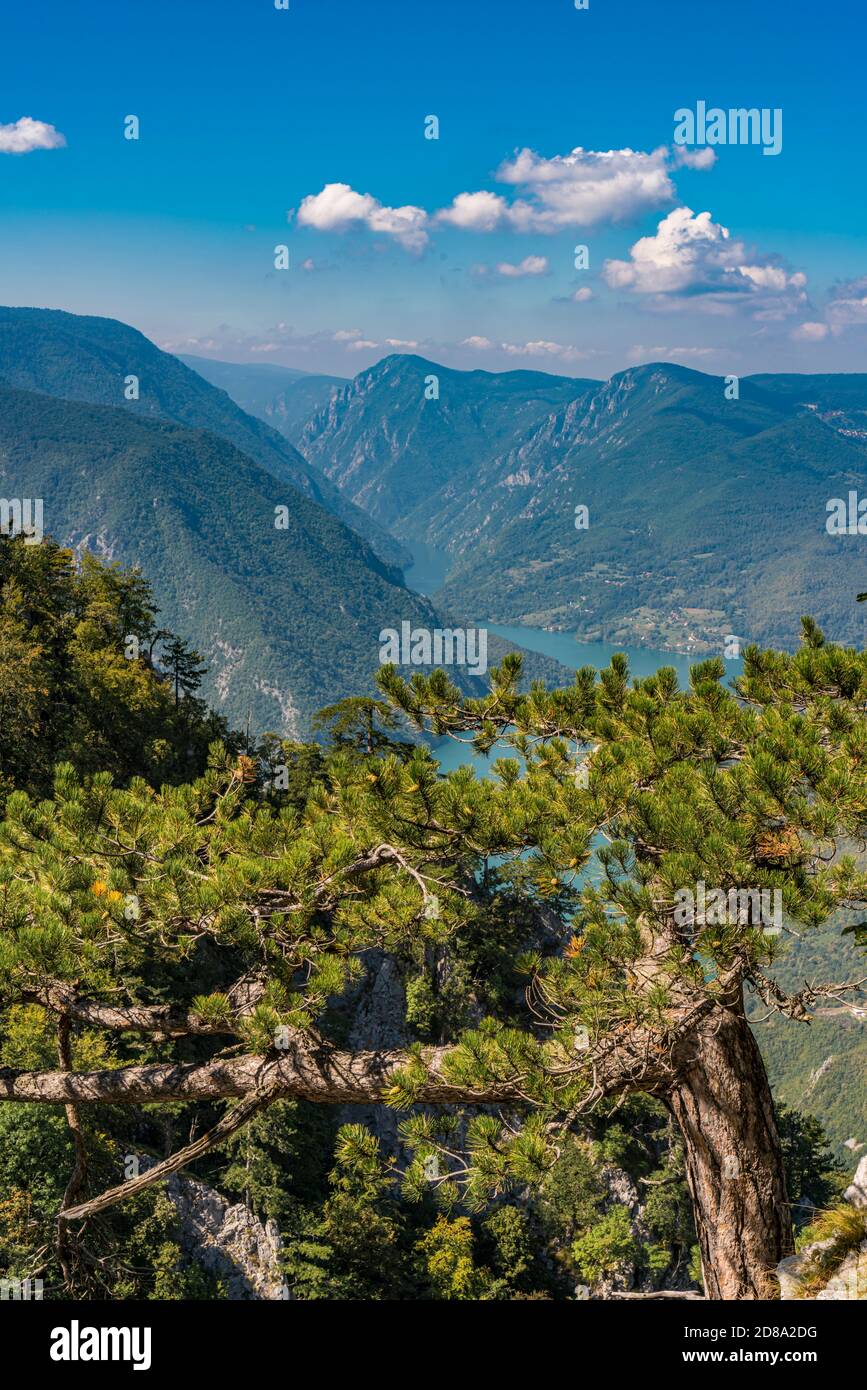 View at Perucac lake and river Drina from Tara mountain in Serbia Stock ...