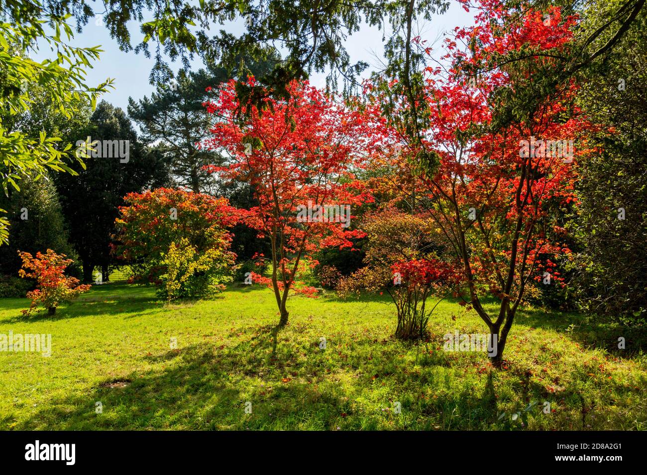 Acer trees hi-res stock photography and images - Alamy