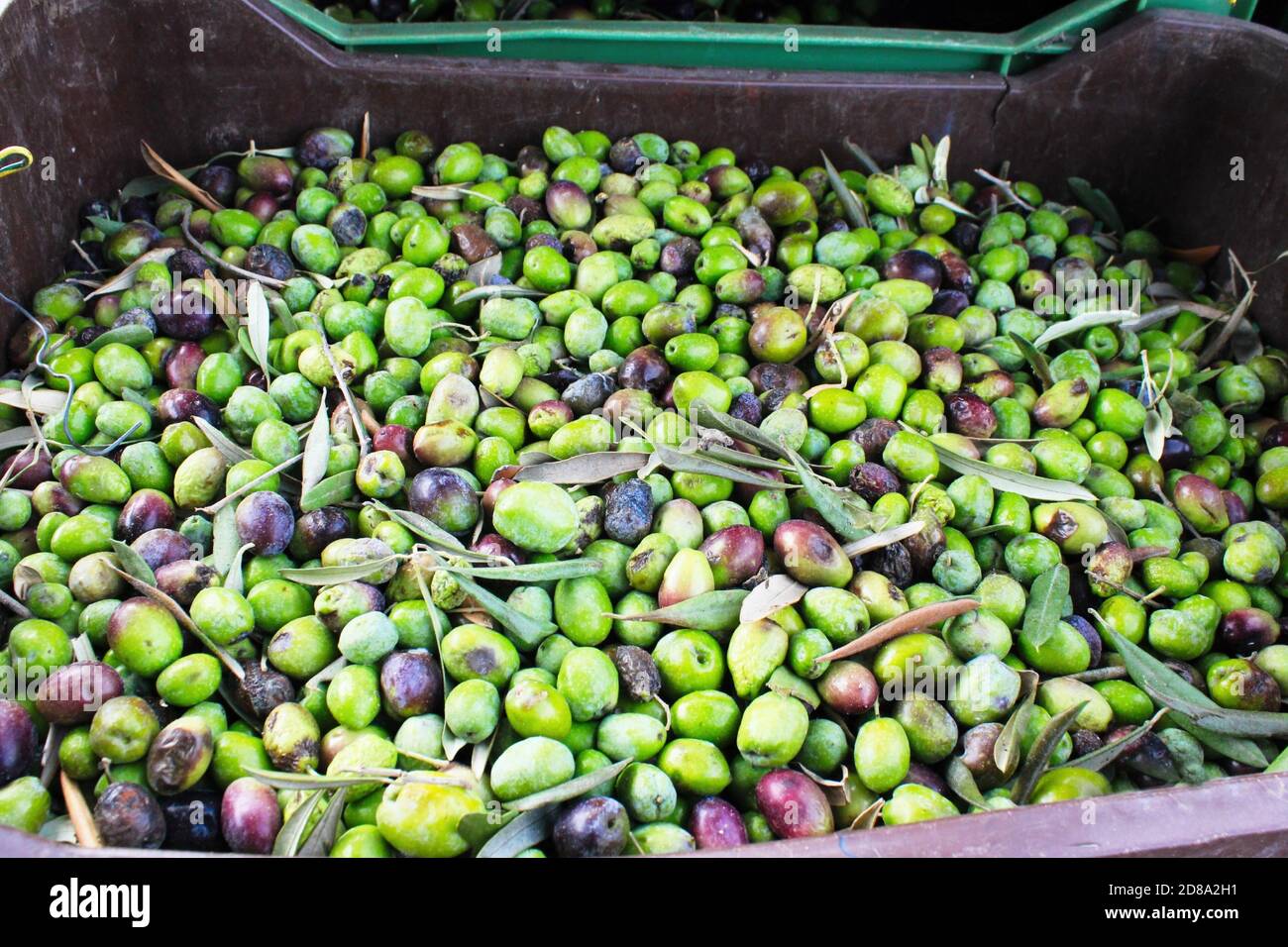 Harvested olives on the press hopper of olive oil mill located in the ...