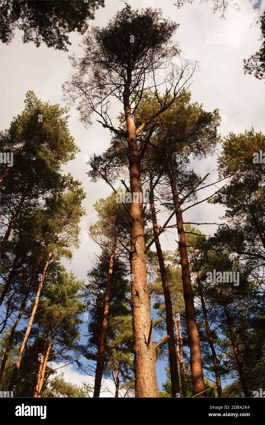Tall trunks hi-res stock photography and images - Alamy