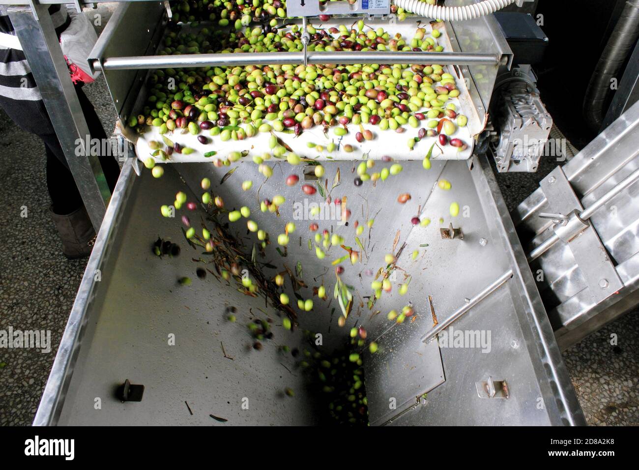Removal of olive leaves in olive oil mill during extra virgin olive oil ...