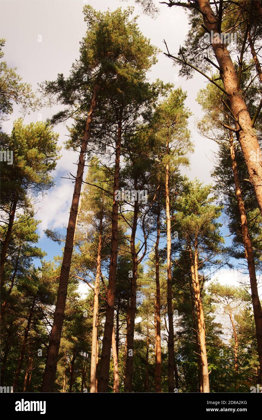 Evergreen forest hi-res stock photography and images - Alamy