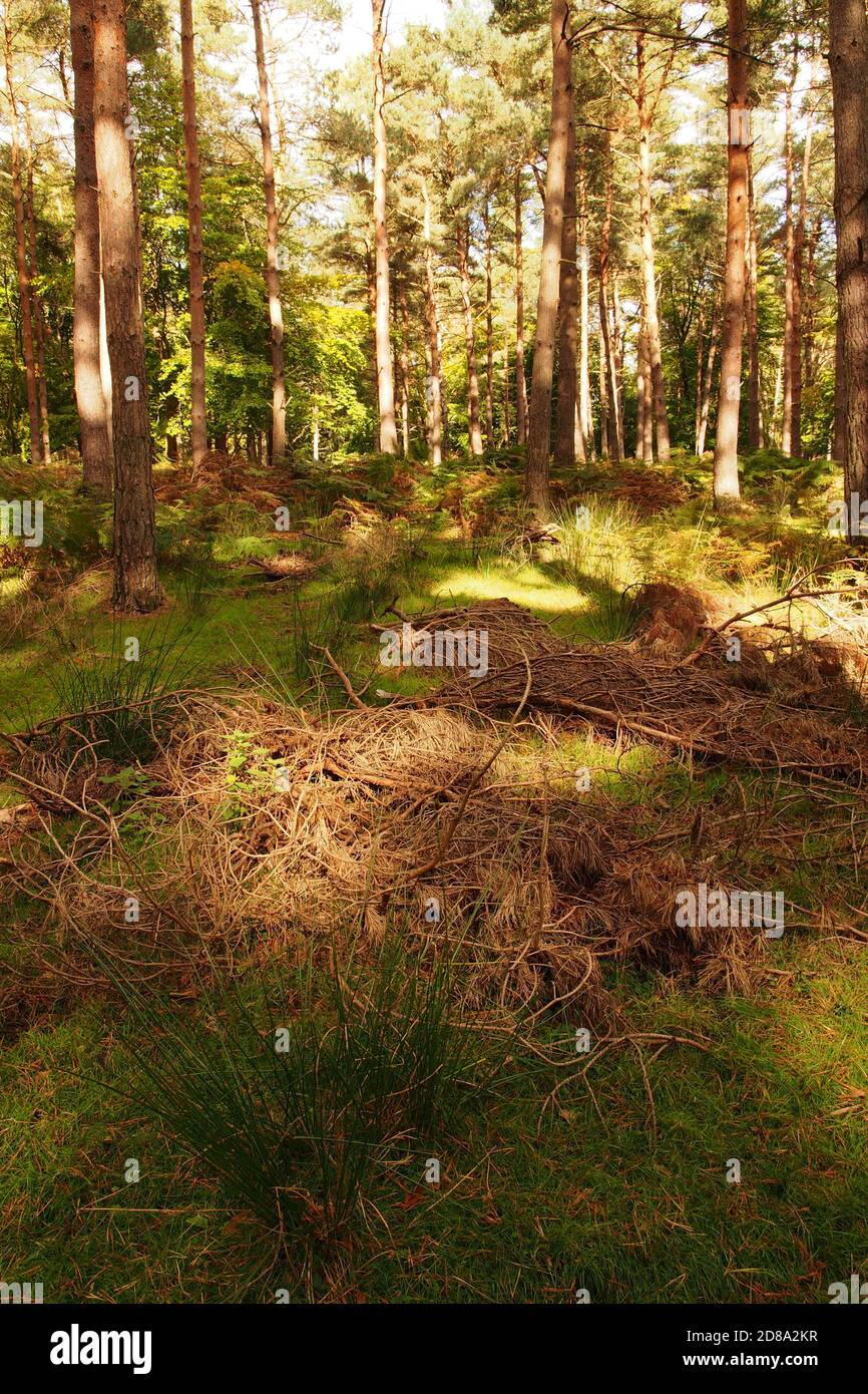 Evergreen wood hi-res stock photography and images - Alamy