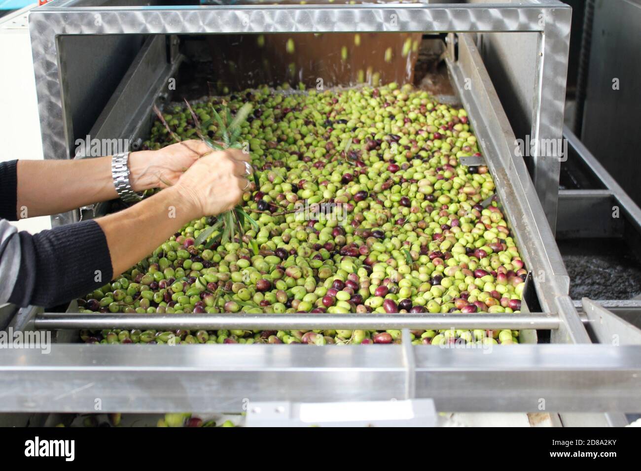 Removal of olive leaves in olive oil mill during extra virgin olive oil ...