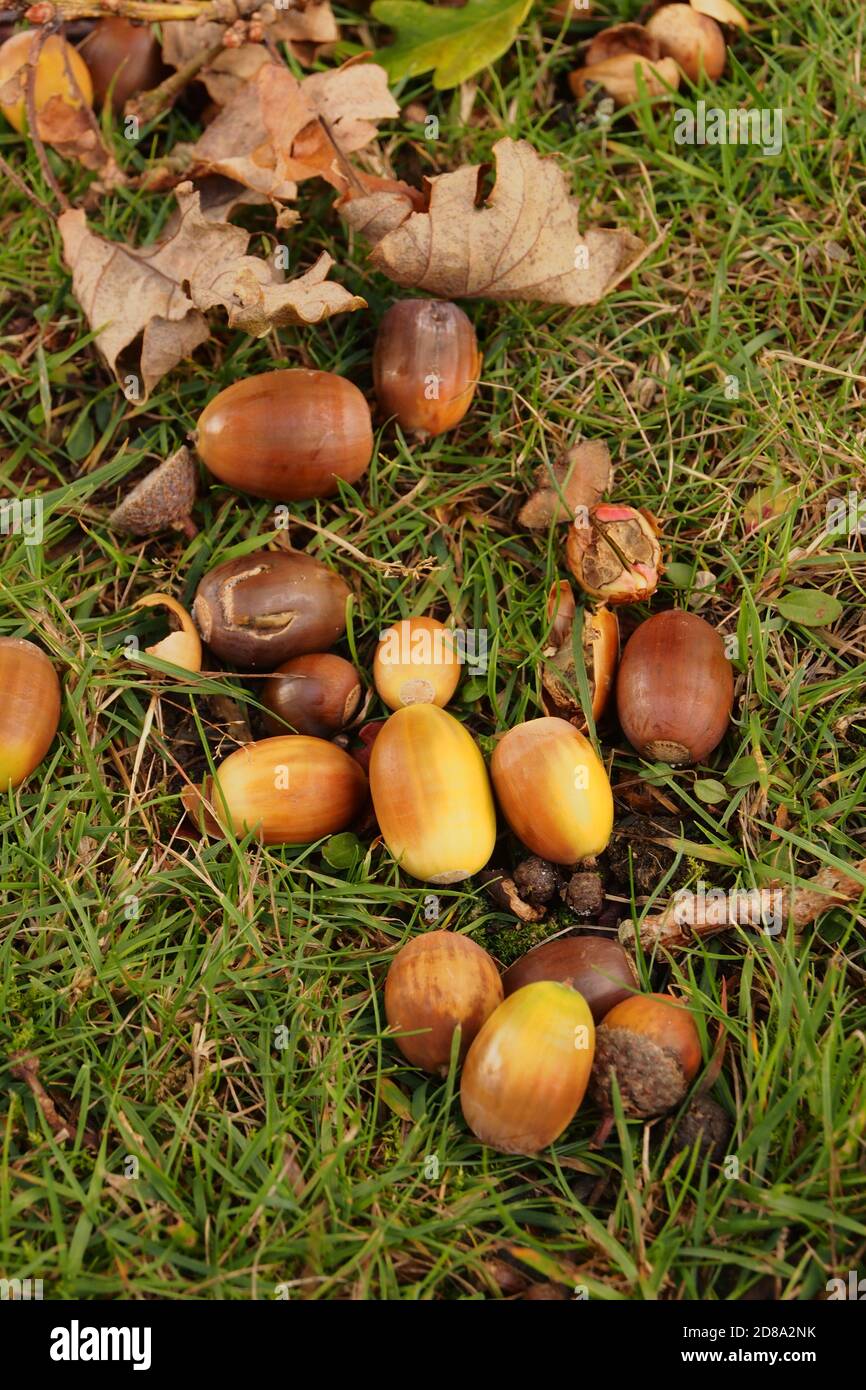 Acorns And Grass High Resolution Stock Photography and Images - Alamy