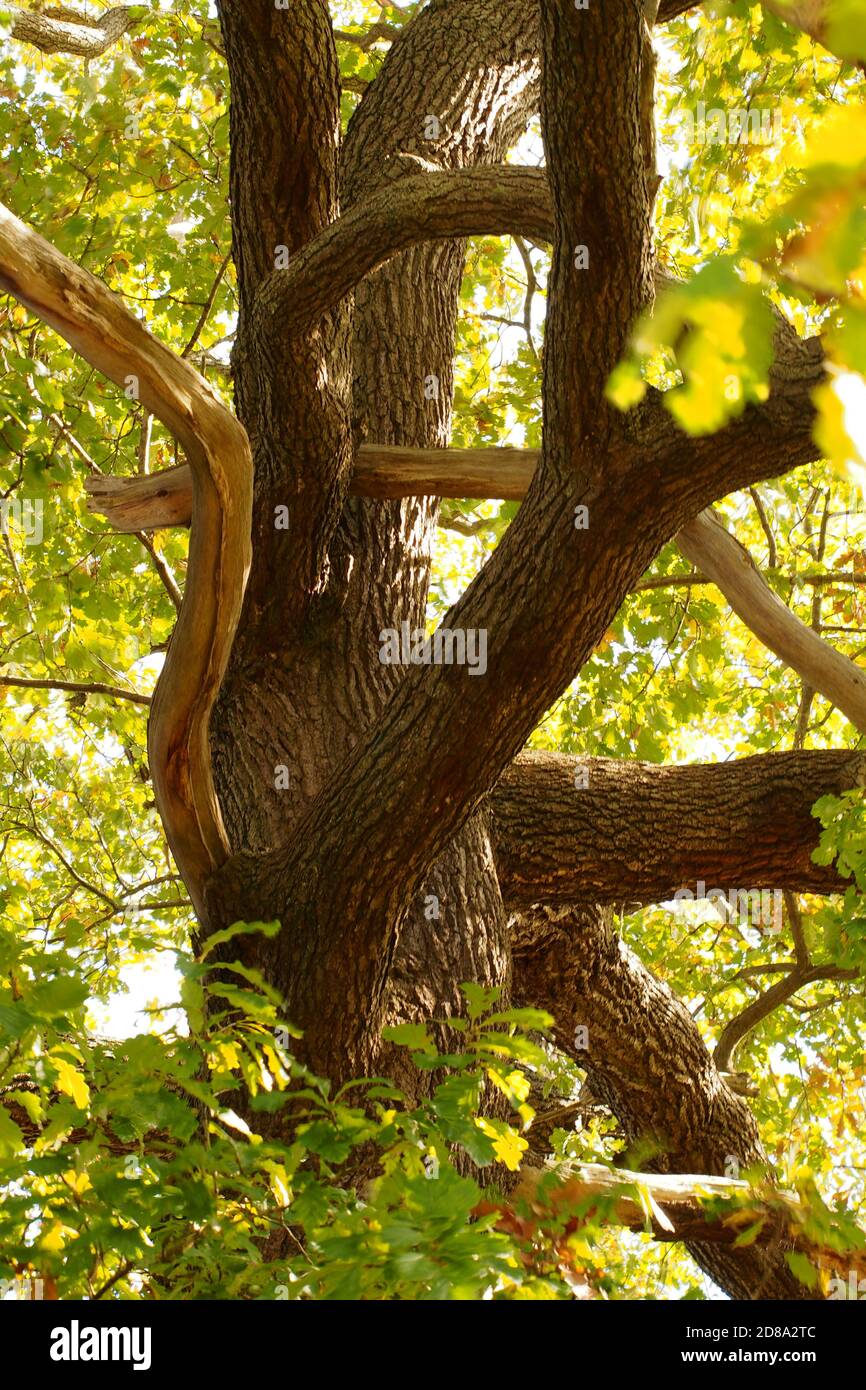 A view looking up into a huge mature oak tree on a sunny autumn day ...