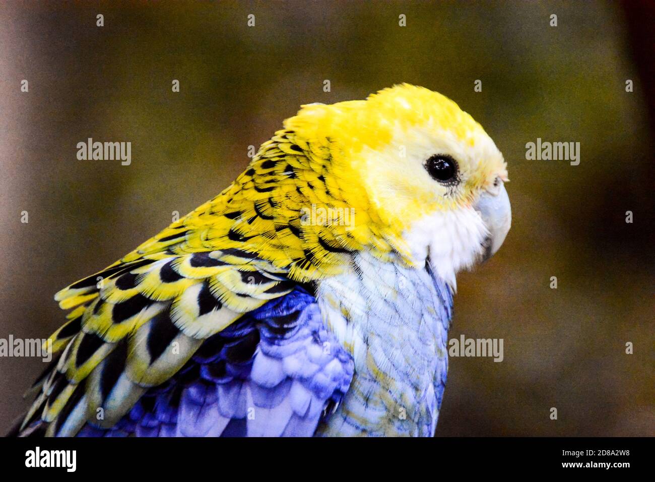Colored Tropical Parrot Stock Photo - Alamy